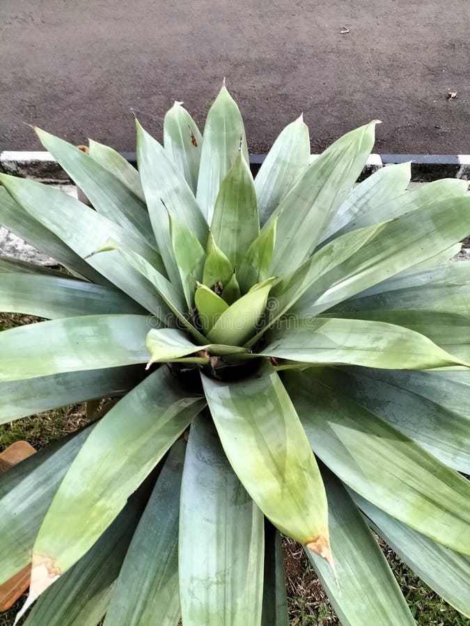 Image of Bromelia Species with Unique Leaf Pattern, Known As Alcantarea ...