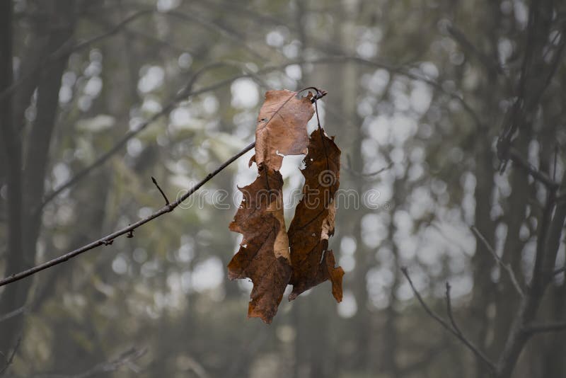 Image of Brown Autumn Leaves. Autumn Background Nature Stock Photo ...