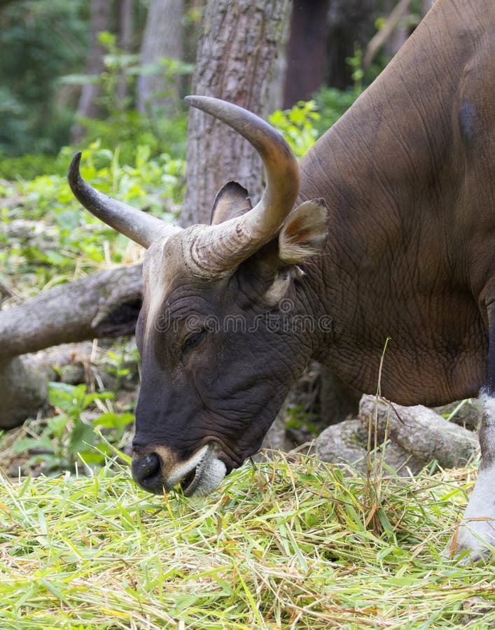 Image of a brown bull. stock image. Image of mammal, bull - 79414123