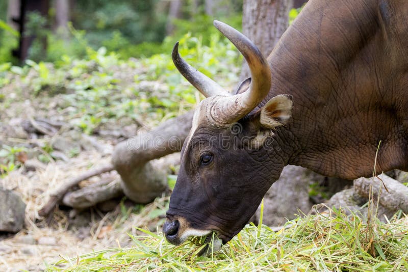 Image of a brown bull. stock photo. Image of mascot, green - 79420814