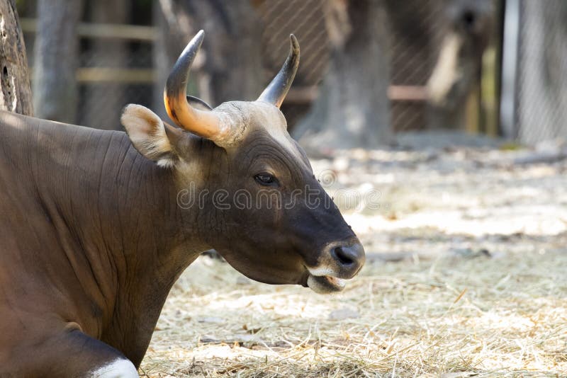 Image of a Brown Bull on Nature Background. Stock Photo - Image of ...