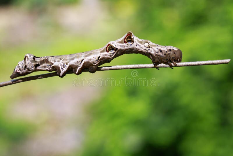 Image of Caterpillars of Common Mime Isolated on White Background ...
