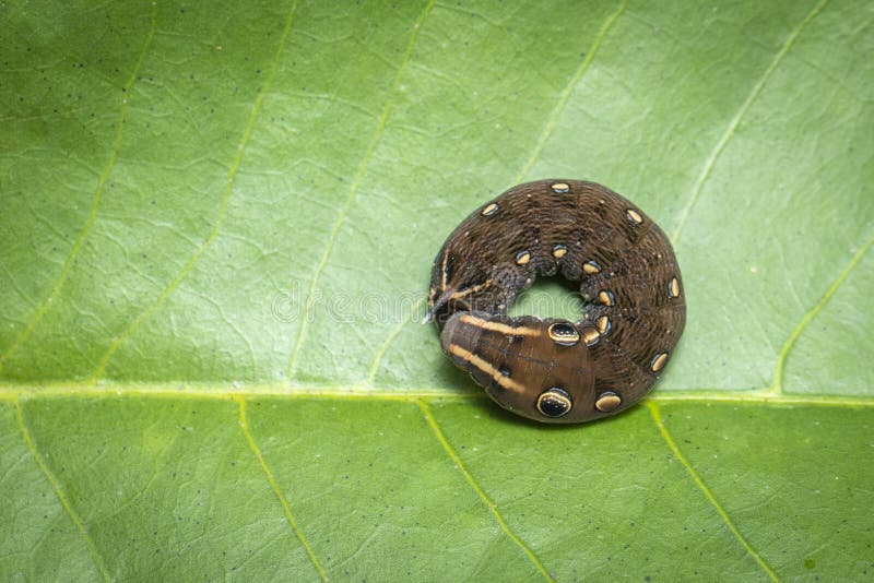Image of Brown Caterpillar on Green Leaf. Brown Worm. Insect Stock ...