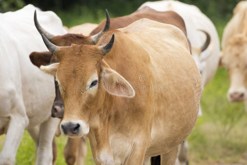 Image of brown cow stock image. Image of animal, agriculture - 79339923