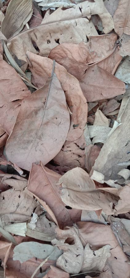 Image of Brown Dry Leaf Trash Stock Photo - Image of trash, leaf: 339732438