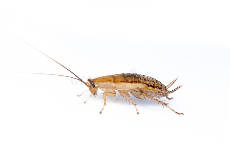 153 Cockroach Side View Stock Photos - Free & Royalty-Free Stock Photos ...