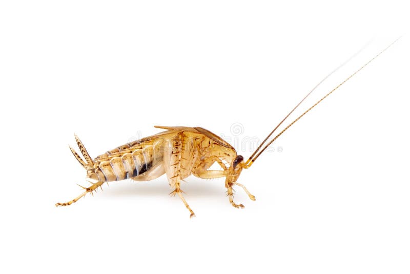 Image of Brown Forest Cockroach on White Background. from Side View ...