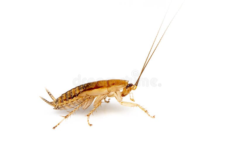 Cockroach on White stock photo. Image of crawling, madagascar - 9710528