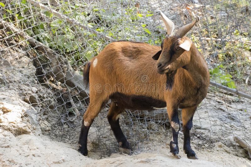 Image of a Brown Goat on Nature Background. Stock Photo - Image of goat ...