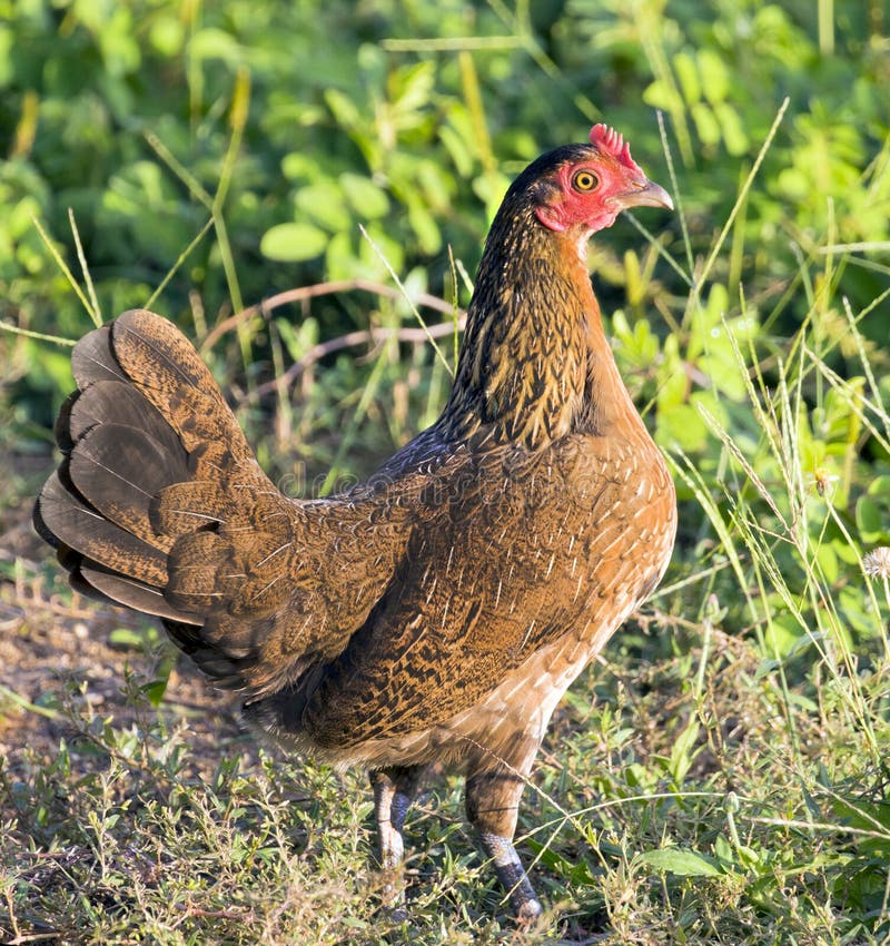 Image of brown hen. stock image. Image of domestic, grass - 78398505