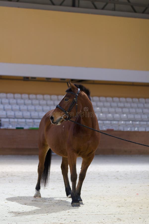 Image of a Brown Horse with a Black Mane Stock Image - Image of leash ...