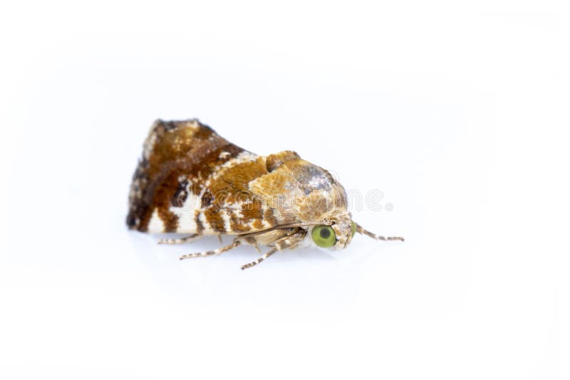 Image of Brown Moth Isolated on White Background. Animal Stock Photo ...
