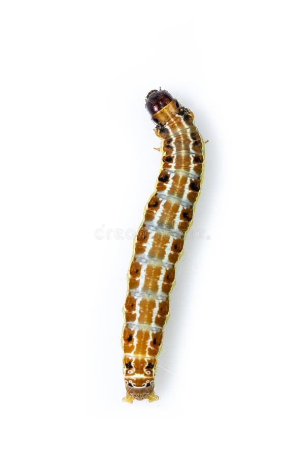 Image of Caterpillars of Common Mime Isolated on White Background ...