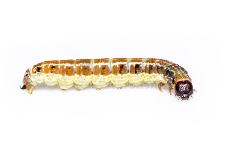 Image of Caterpillars of Common Mime Isolated on White Background ...