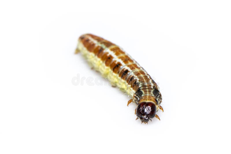 Image of Caterpillars of Common Mime Isolated on White Background ...