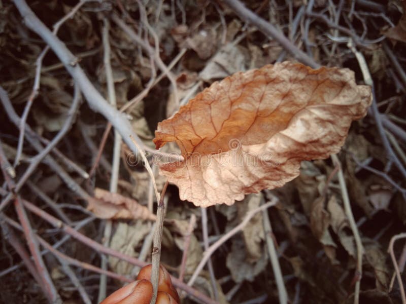 Planted Dry leaf image stock photo. Image of green, health - 167854464