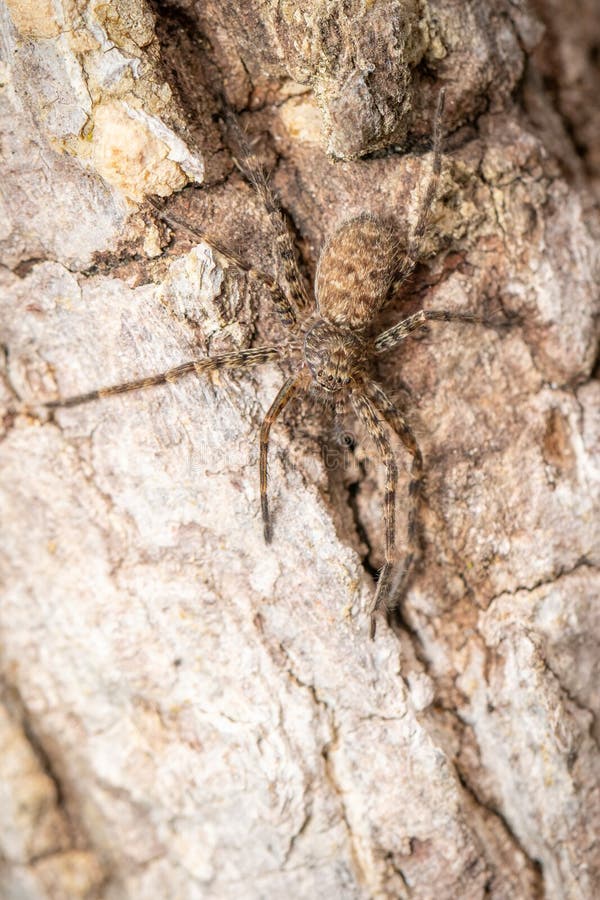 Image of a Brown Spider on a Tree. Insect Stock Photo - Image of wild ...
