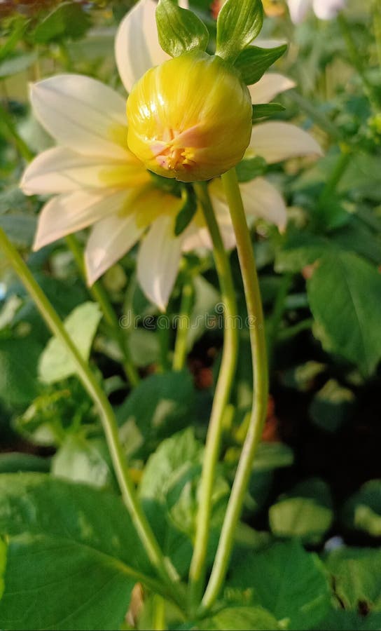 Image of a Bud Looks Amazing Stock Image - Image of used, leaves: 169563721