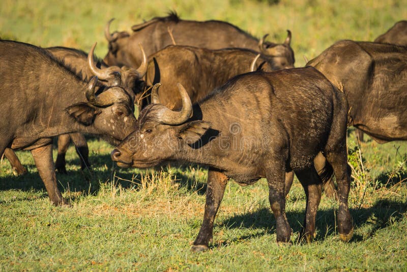 Buffalo from Big Five in Masai Mara in Kenya Stock Photo - Image of ...