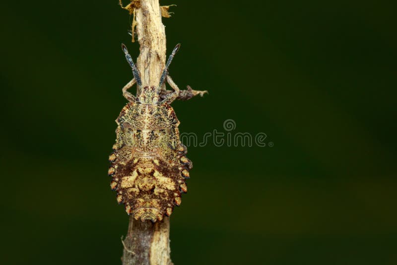 Image of Bug Hemiptera on Dry Branches. Insect Stock Photo - Image of ...