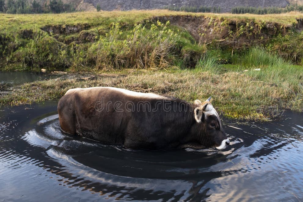 Image of a Bull in a River. Stock Photo - Image of cattle, peru: 233047682