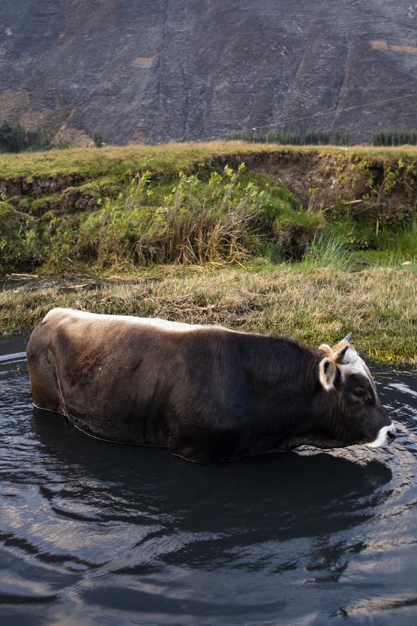 Image of River in Peruvian Jungle. Amazon Forest during Day with Clouds ...