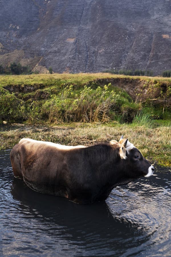 Image of River in Peruvian Jungle. Amazon Forest during Day with Clouds ...