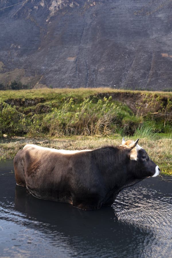 Image of a Bull in a River. Stock Image - Image of refreshing, beef ...
