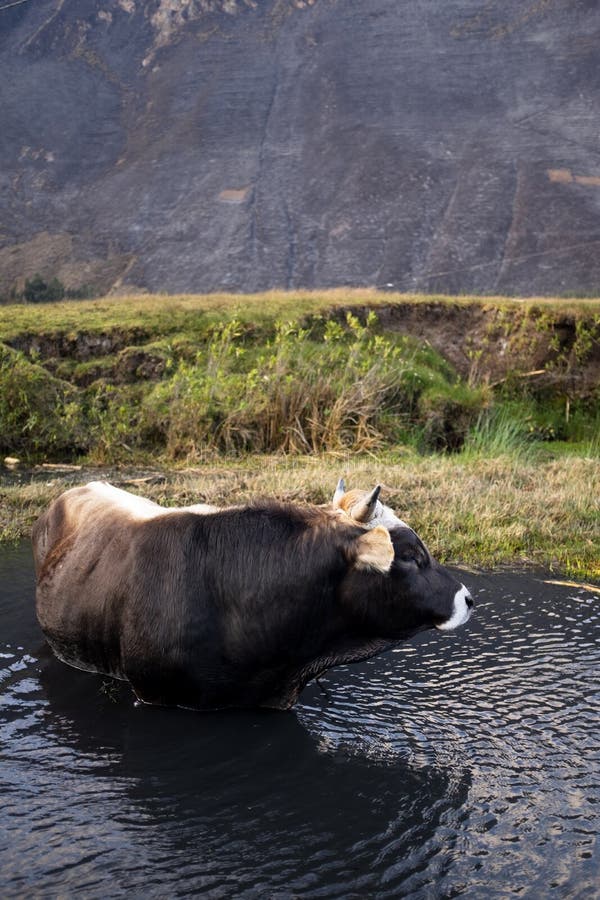 Image of River in Peruvian Jungle. Amazon Forest during Day with Clouds ...