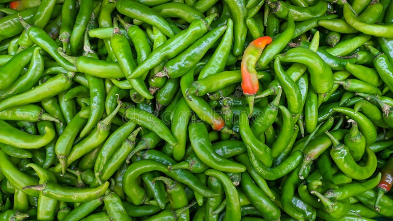 A Red Chilli in Green Plant Stock Photo - Image of chilli, single ...