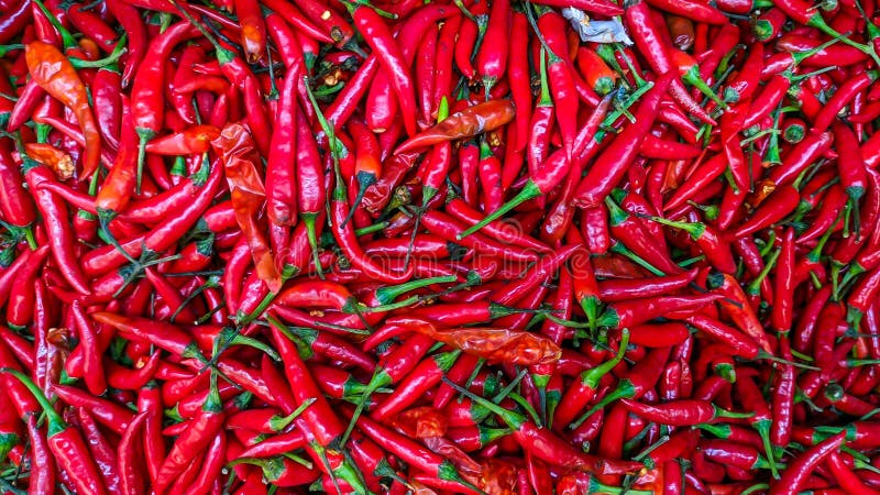 Big Bunch Of Red Hot Chilli Pepper Stock Photo - Image of ecology ...
