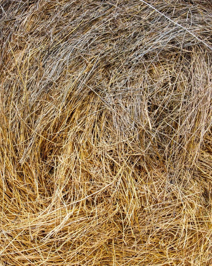 The Image is of a Bunch of Dry Grass with a Brownish Color Stock Image ...