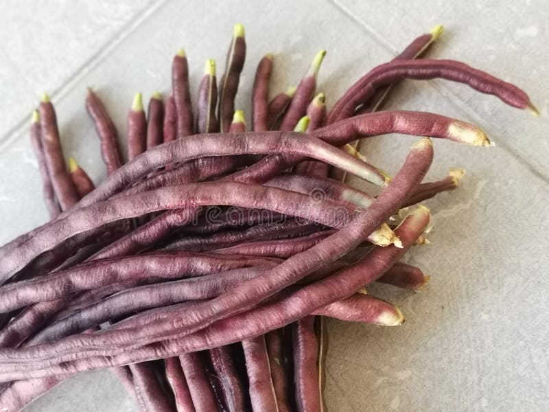 Bundle of the Purple String Bean Vegetable. Stock Image - Image of bean ...