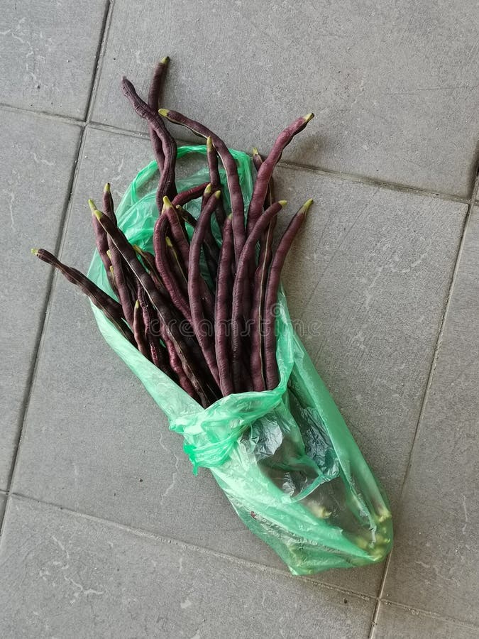 Dwarf Bean Plant Photos - Free & Royalty-Free Stock Photos from Dreamstime