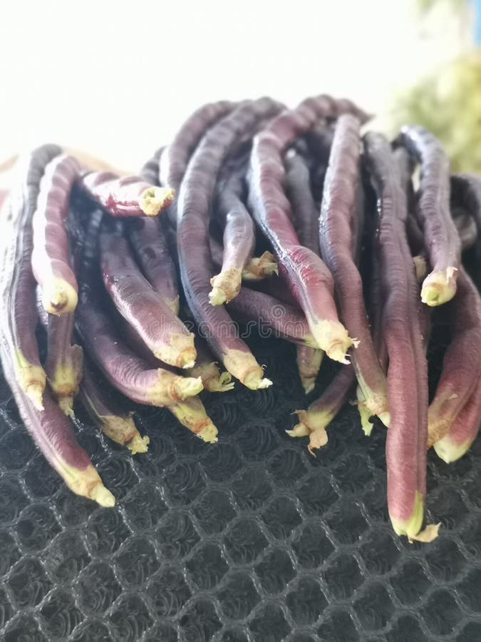 Purple String Beans on Display Stock Photo - Image of cooking, legumes ...