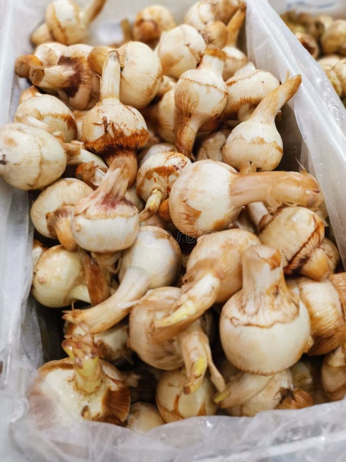 Bundle of the Raw China Arrowhead Stock Image - Image of organic, pile ...