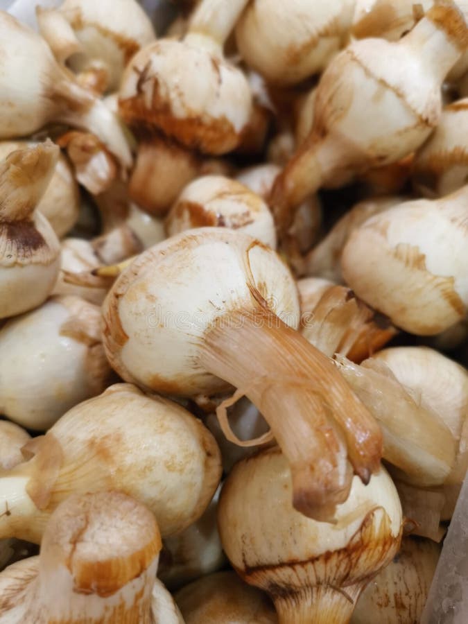 Bundle of the Raw China Arrowhead Stock Photo - Image of bundle, edible ...