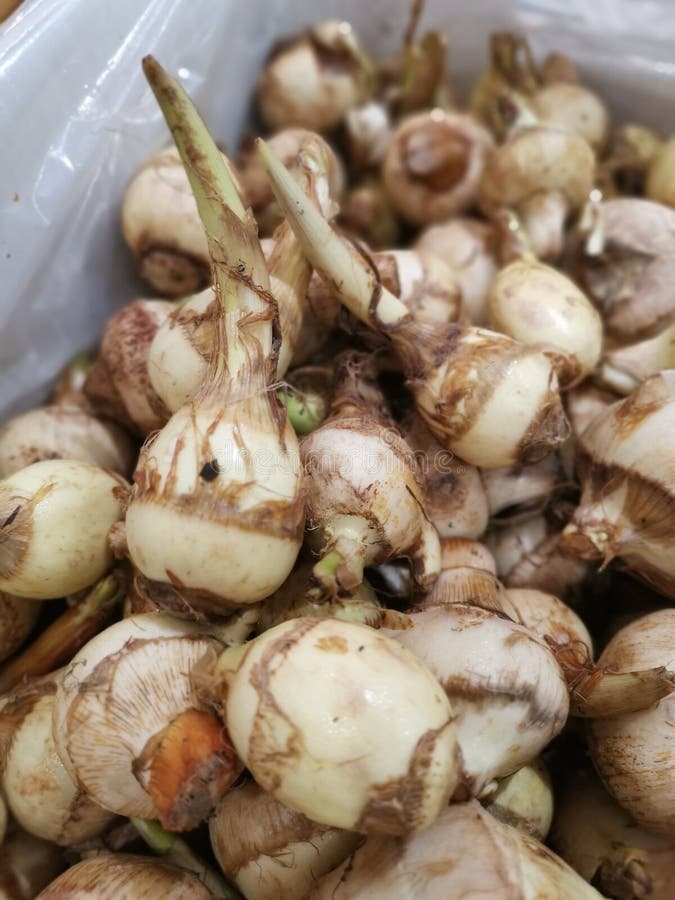Bundle of the Raw China Arrowhead Stock Photo - Image of vegetable ...