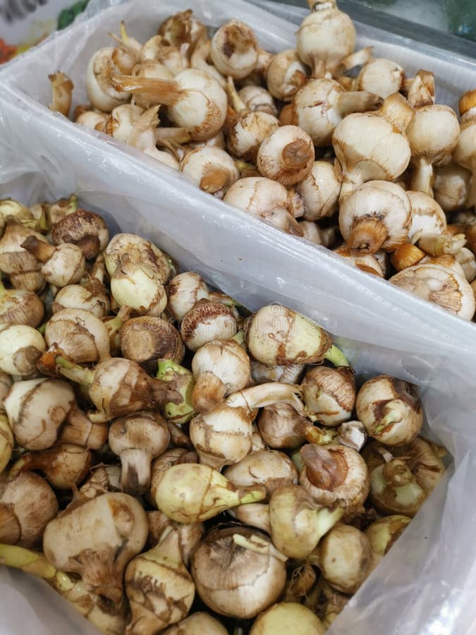 Bundle of the Raw China Arrowhead Stock Image - Image of fresh, bulb ...