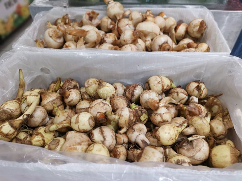 Bundle of the Raw China Arrowhead Stock Photo - Image of year, asia ...