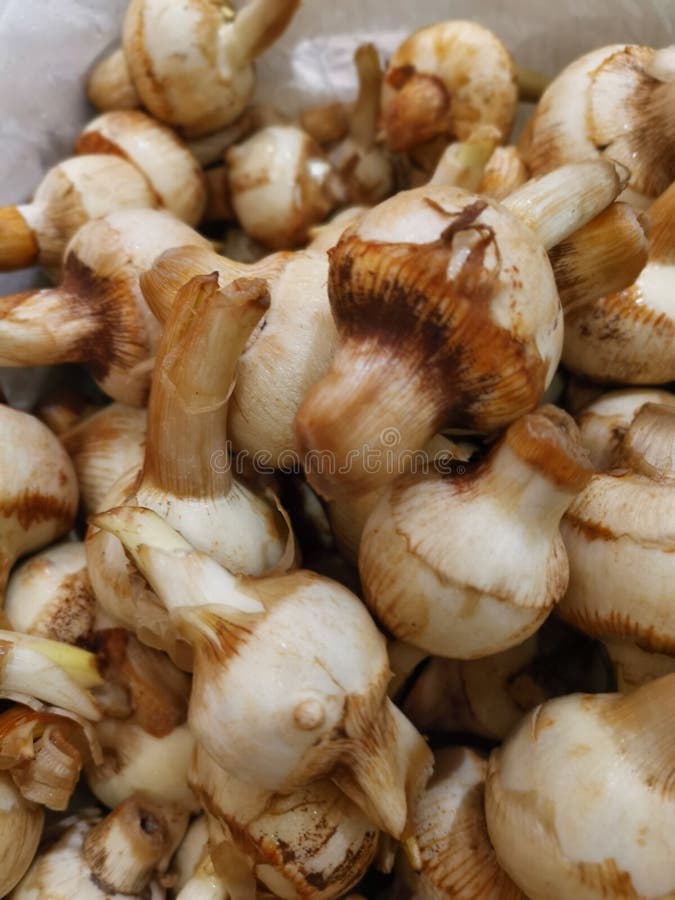 Bundle of the Raw China Arrowhead Stock Photo - Image of organic, year ...