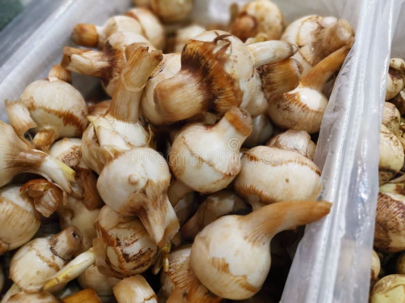 Bundle of the Raw China Arrowhead Stock Photo - Image of water, organic ...