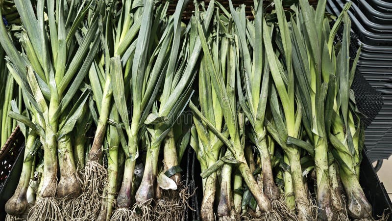Bundle of Raw Fresh Red Leek Vegetable. Stock Photo - Image of purple ...