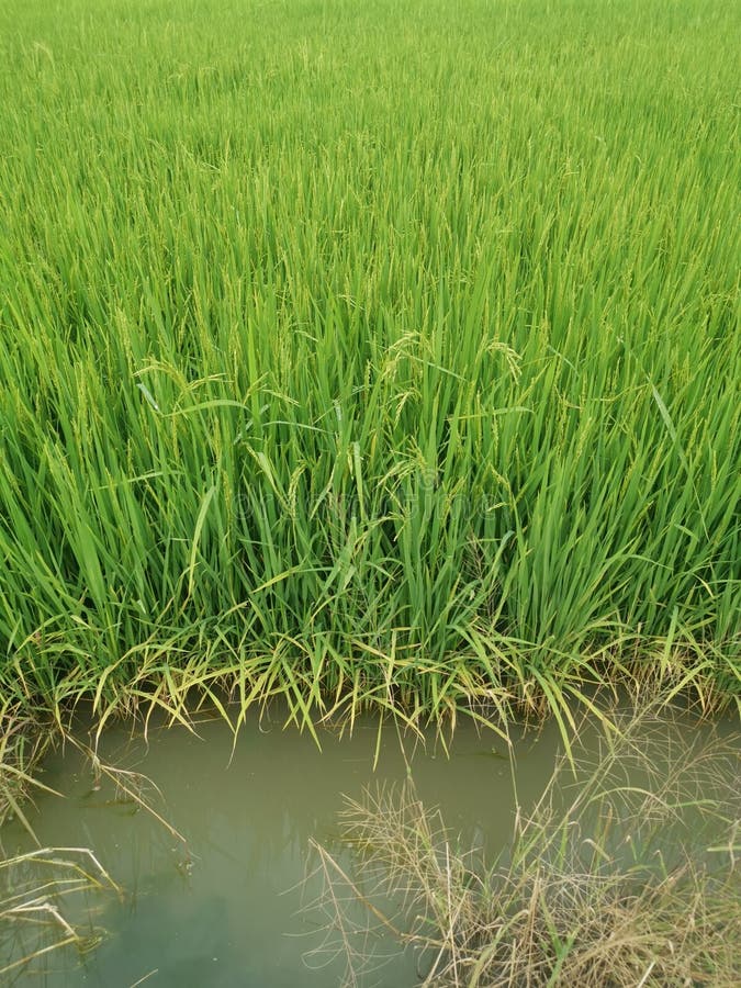 Bushes of the Paddy Rice Grass Growing Healthy. Stock Photo - Image of ...