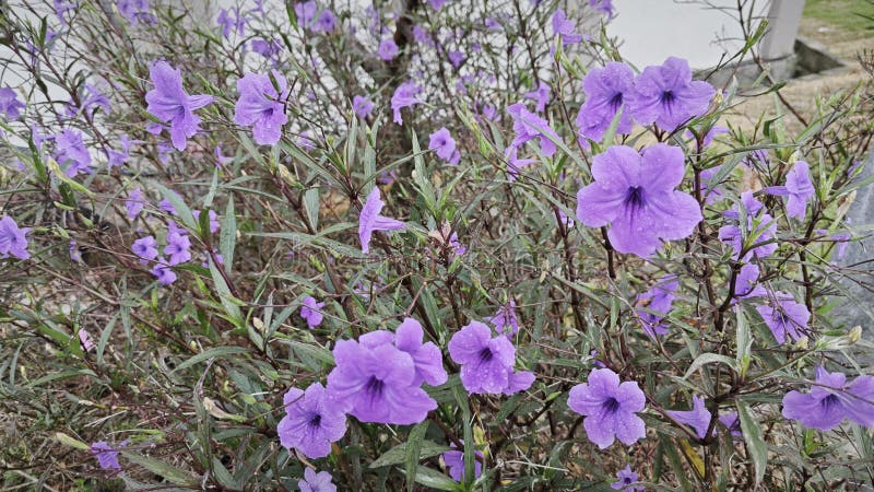 Bushes of the Purple Ruellia Simplex Flower at the Field Stock Photo ...
