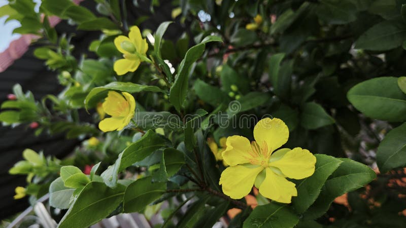 Bushy Leafy Branches Plant of the Ochna Serrulata Flowers. Stock Image ...