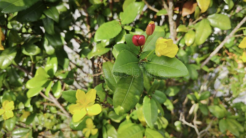 Bushy Leafy Branches Plant of the Ochna Serrulata Flowers. Stock Photo ...