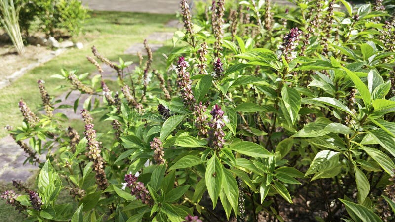 Bushy Meadow of the Ocimum Basilicum Plant Stock Photo - Image of ...