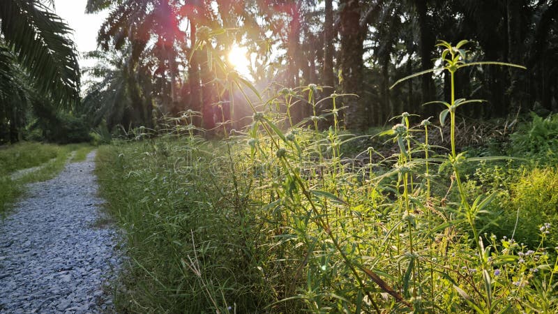Bushy Mitracarpus Hirtus Wildflower Weed Growing by the Rural Pathway ...