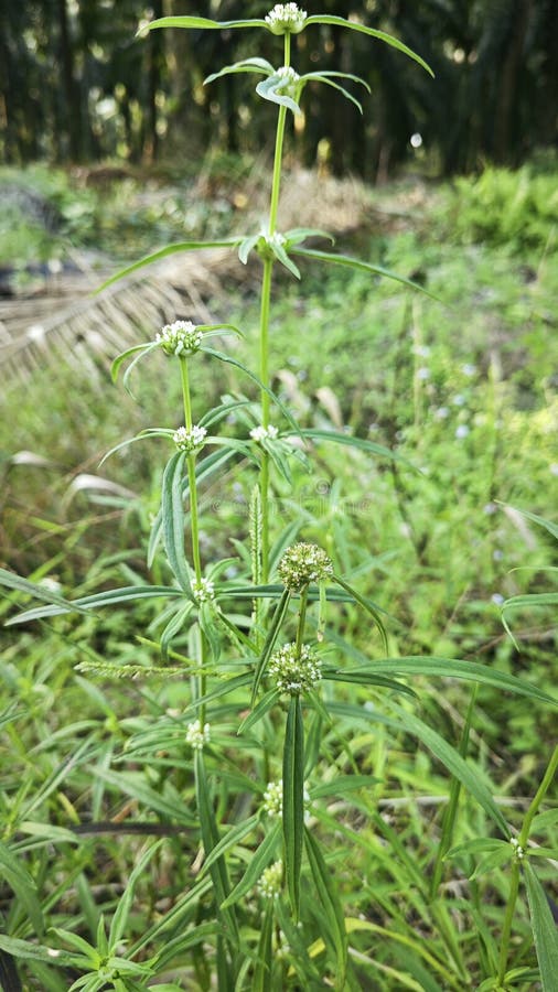 Bushy Mitracarpus Hirtus Wildflower Weed Growing by the Rural Pathway ...
